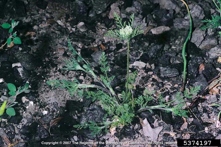 southwestern carrot (Daucus pusillus)