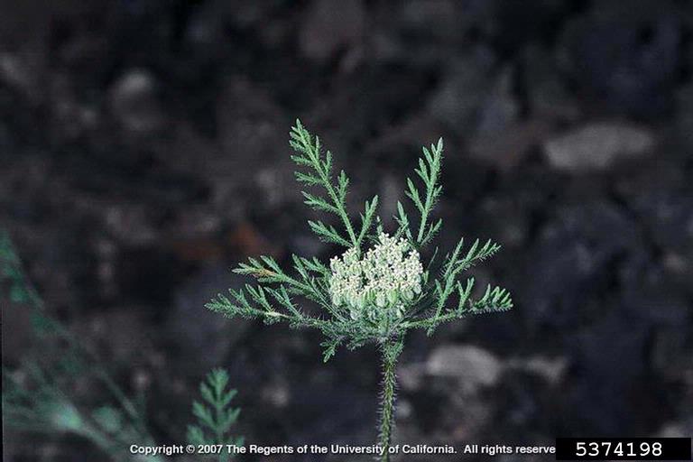 southwestern carrot (Daucus pusillus Michx.)