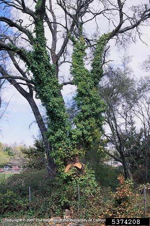 English ivy (Hedera helix L.)