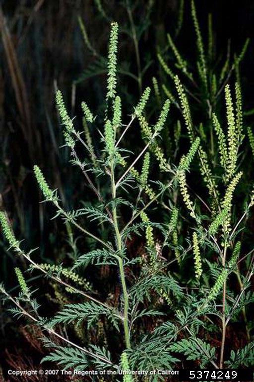common ragweed (Ambrosia artemisiifolia L.)