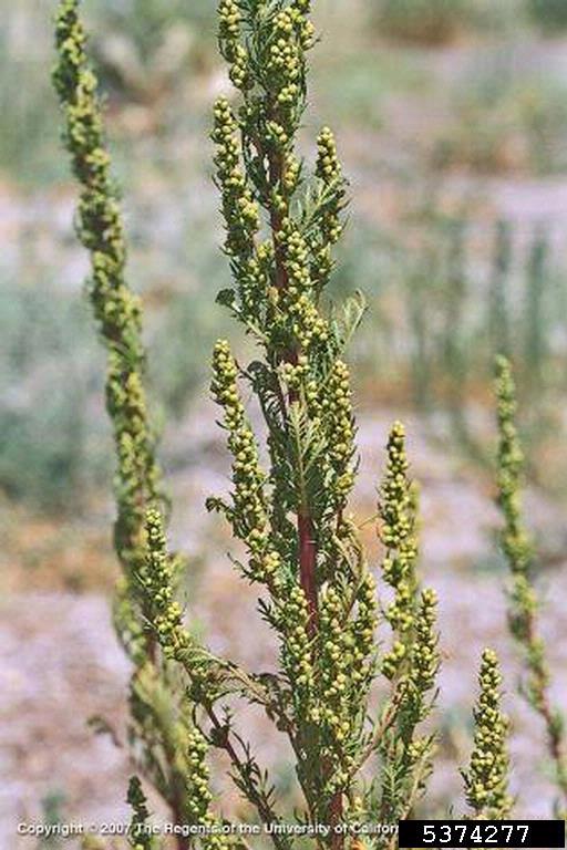 biennial wormwood (Artemisia biennis Willd)