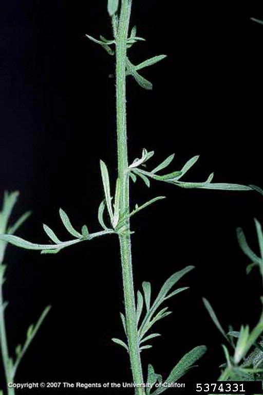 diffuse knapweed, Centaurea diffusa (Asterales: Asteraceae) - 5374331