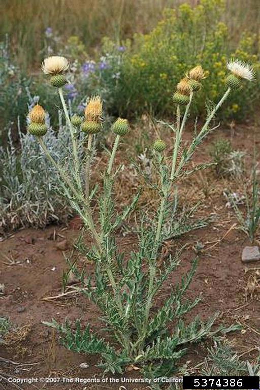 wavyleaf thistle (Cirsium undulatum (Nutt.) Spreng)