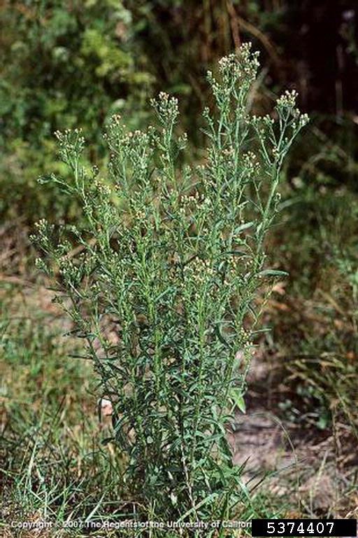 Erigeron floribundus L.