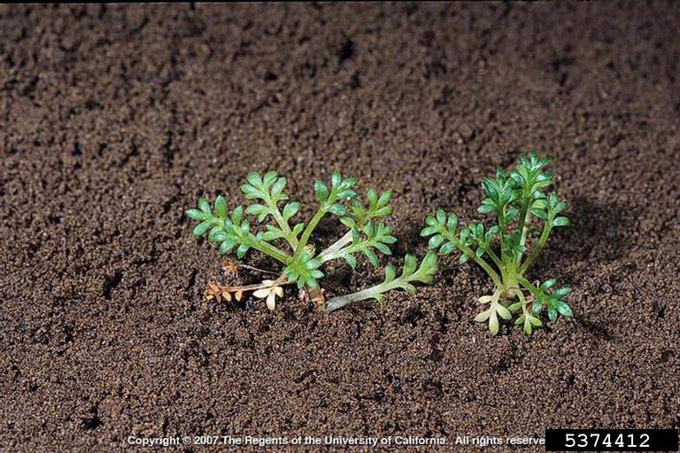Mexican brassbuttons (Cotula mexicana (DC.) Cabrera)