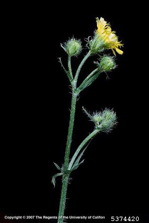 bristly hawksbeard (Crepis setosa Haller f)