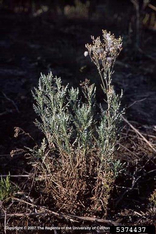 cutleaf burnweed (Erechtites glomeratus)
