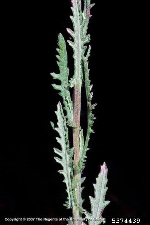 cutleaf burnweed (Erechtites glomeratus)