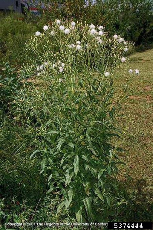 American burnweed (Erechtites hieraciifolius)