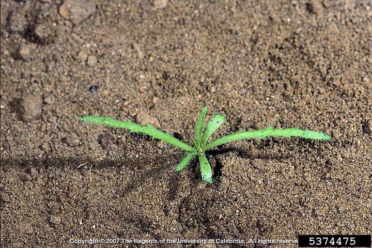 common tarweed (Centromadia pungens ssp. pungens (Hook. & Arn.) Greene)