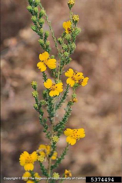 virgate tarweed (Holocarpha virgata (A. Gray) D.D. Keck)