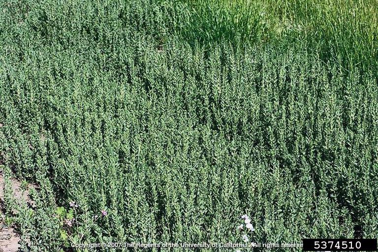 poverty sumpweed (Iva axillaris Pursh)