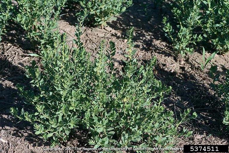 poverty sumpweed (Iva axillaris)