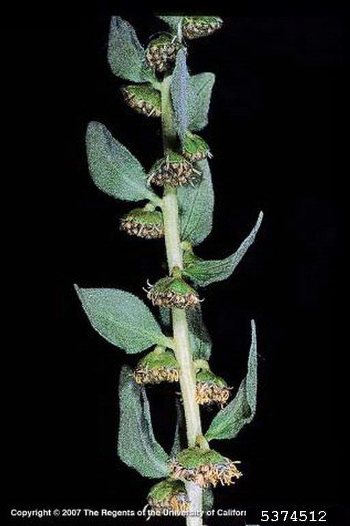poverty sumpweed (Iva axillaris)