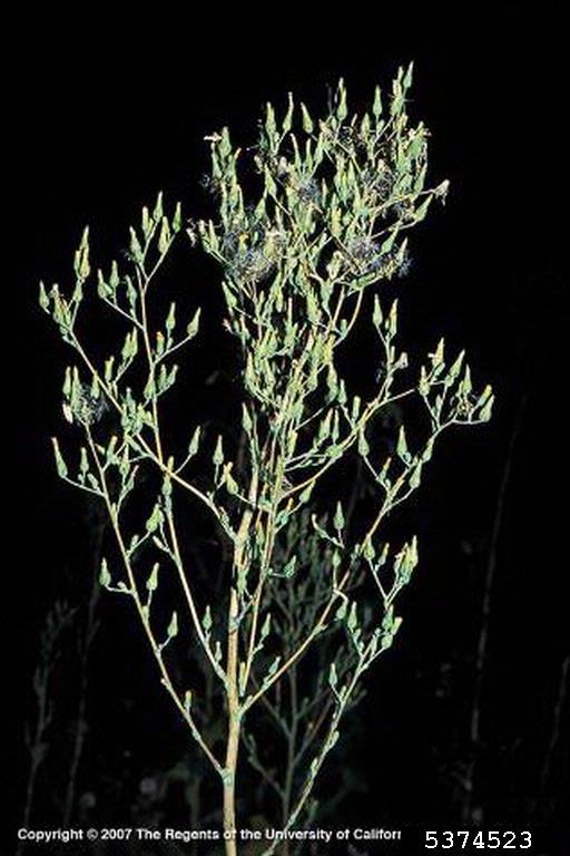 bitter lettuce (Lactuca virosa L.)