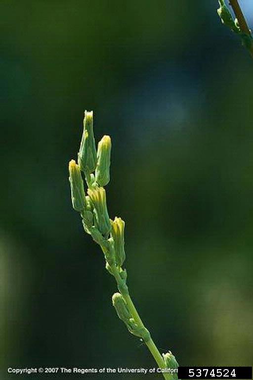 bitter lettuce (Lactuca virosa L.)