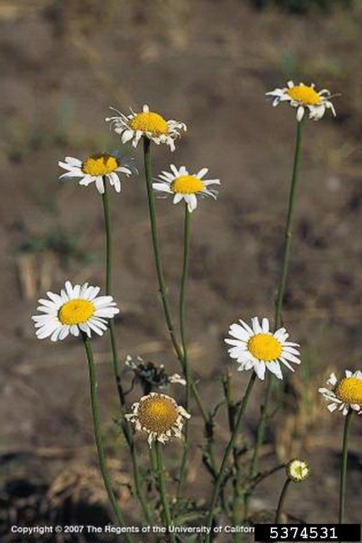 oxeye daisy (Leucanthemum vulgare Lam.)