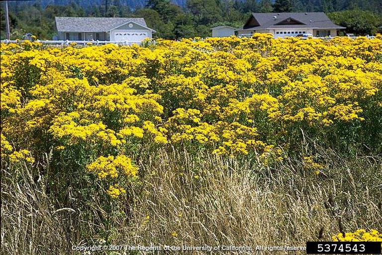 tansy ragwort (Jacobaea vulgaris Gaertn.)
