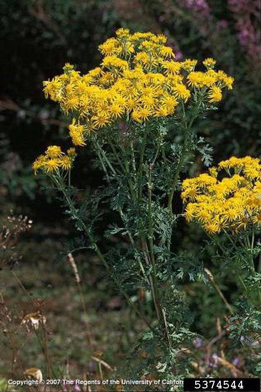 tansy ragwort (Jacobaea vulgaris Gaertn.)