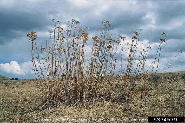 common tansy (Tanacetum vulgare L.)