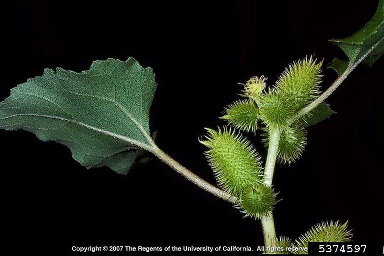 common cocklebur (Xanthium strumarium L.)