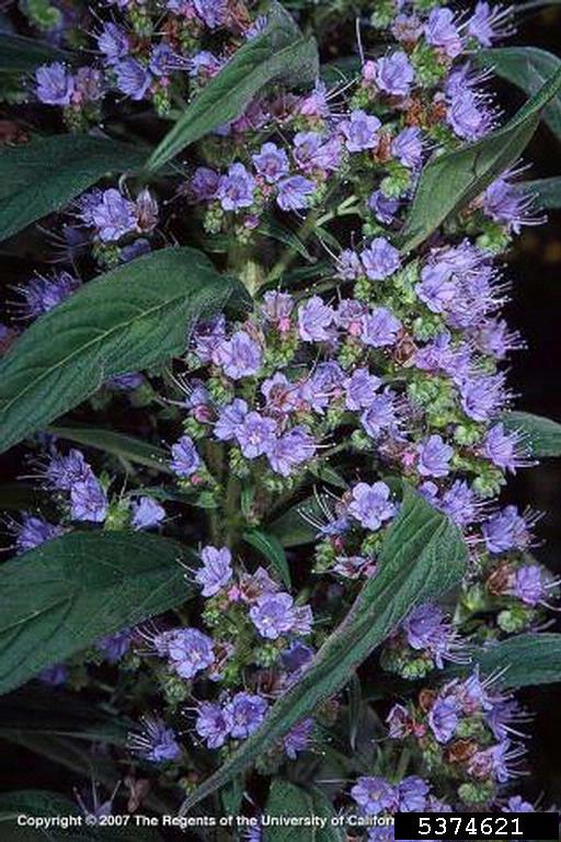 pine echium (Echium pininana)