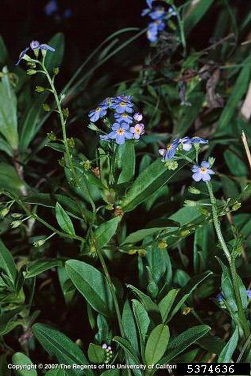 true forget-me-not (Myosotis scorpioides)