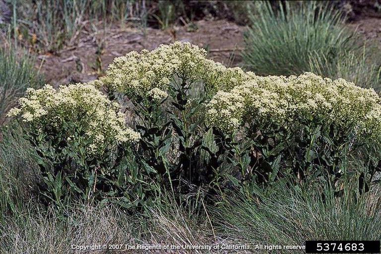 hoary cress (Lepidium draba (L.) Desv)