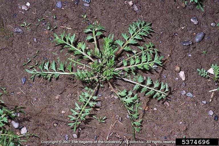lesser swinecress (Coronopus didymus)