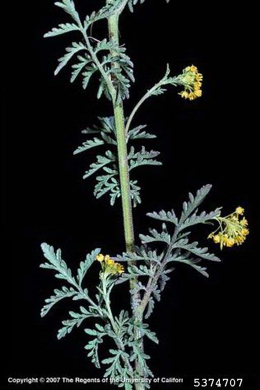 pinnate tansymustard (Descurainia pinnata)