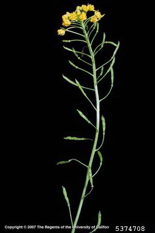 pinnate tansymustard (Descurainia pinnata (Walt.) Britt)