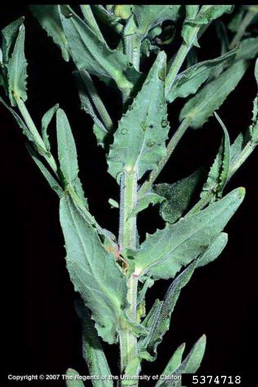 field pepperweed (Lepidium campestre (L.) Ait. f.)