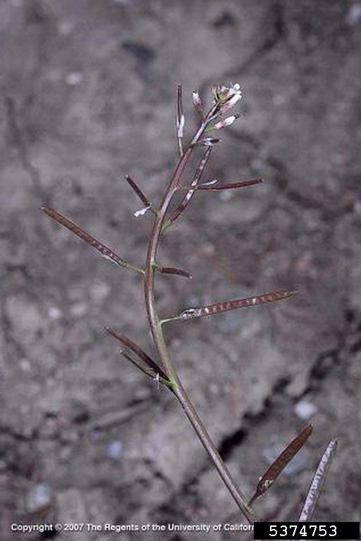sibara (Sibara virginica)