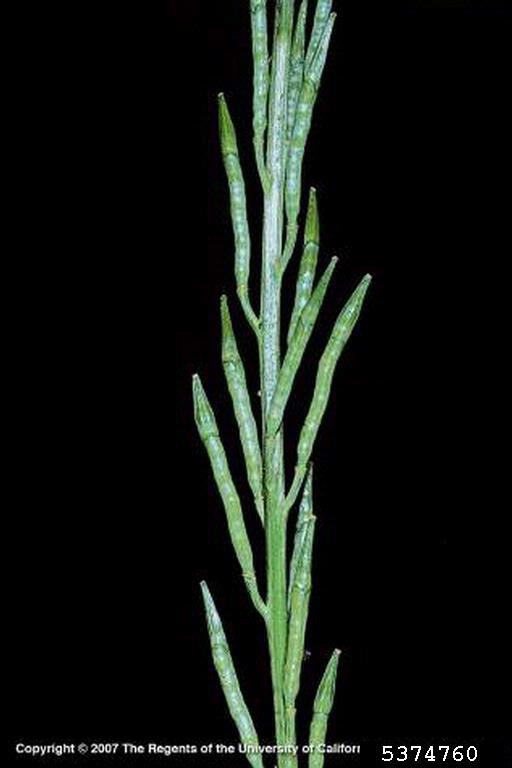 wild mustard, Sinapis arvensis (Capparales: Brassicaceae) - 5374760