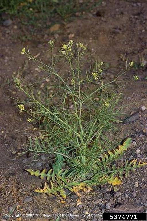 tumble mustard (Sisymbrium altissimum)