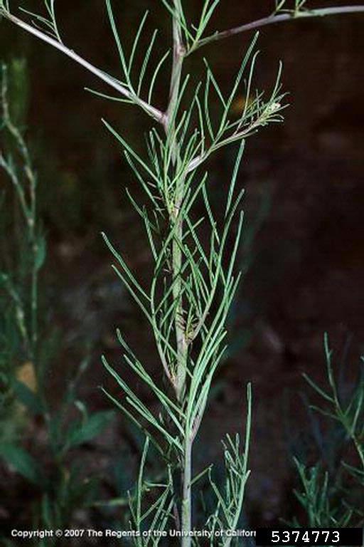tumble mustard (Sisymbrium altissimum L.)