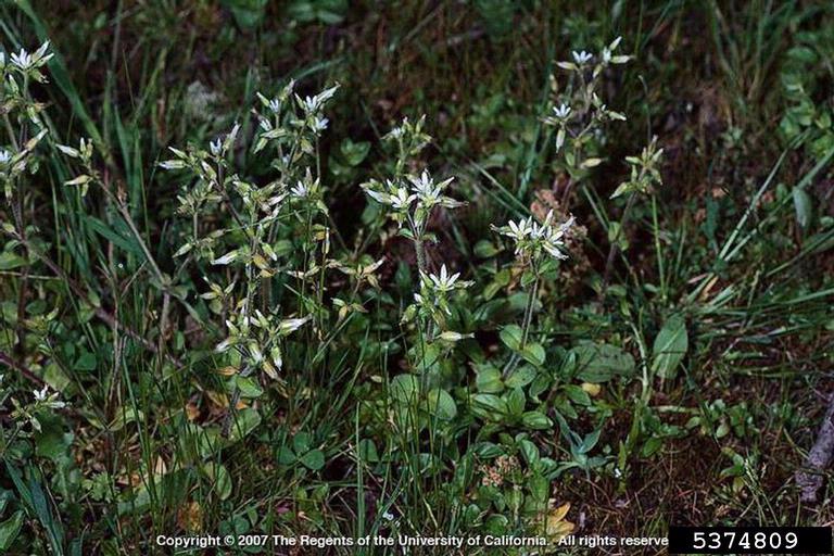 sticky chickweed (Cerastium glomeratum)