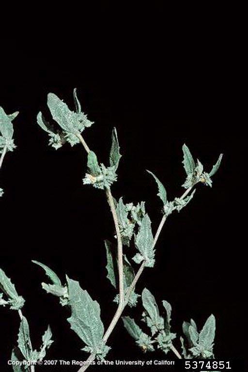 red orach (Atriplex rosea)