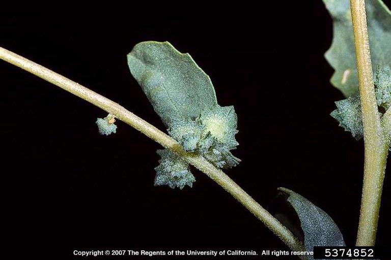 red orach (Atriplex rosea L.)