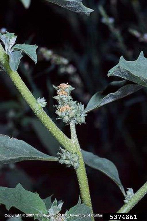 triangle orach (Atriplex prostrata Bouchér ex DC.)