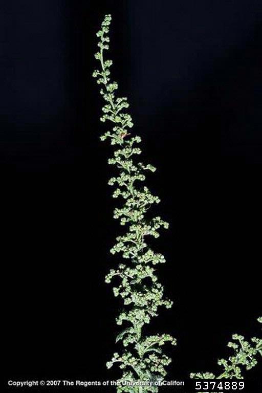 Jerusalem oak goosefoot (Dysphania botrys)