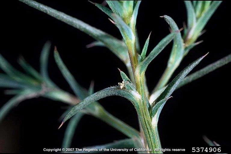 Russian Thistle Identification Prickly Russian Thistle (Salsola