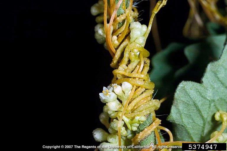 field dodder (Cuscuta pentagona Engelm)
