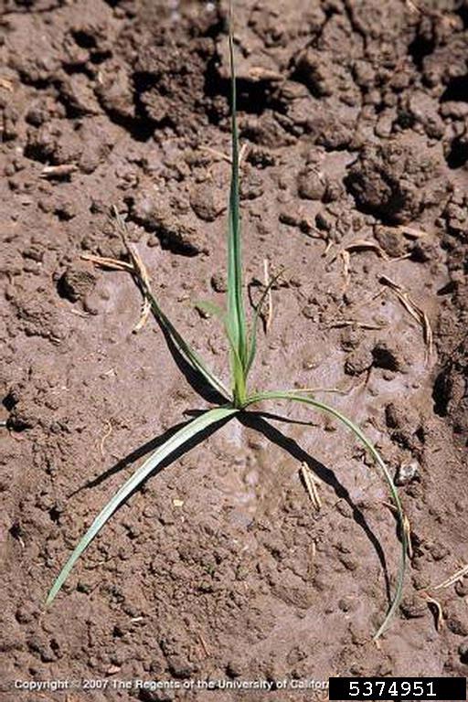 yellow nutsedge (Cyperus esculentus L.)