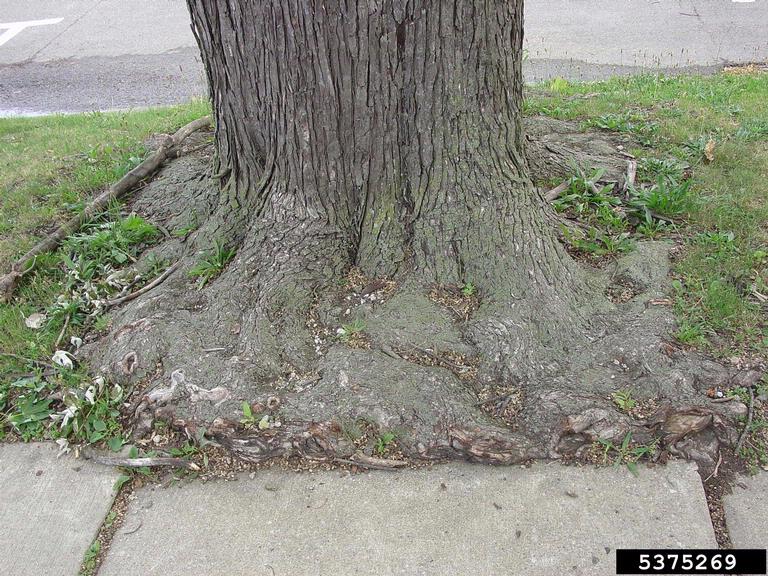 restricted root system