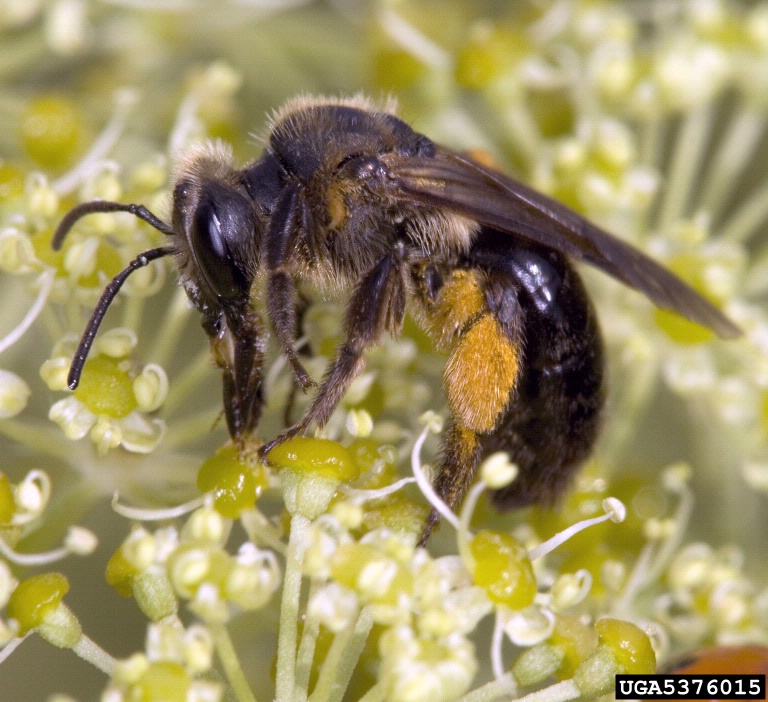 Andrenid bees (Family Andrenidae)