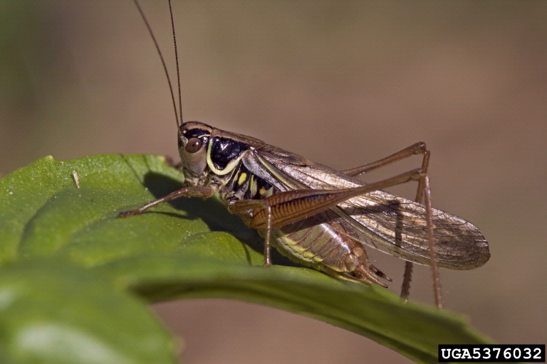 spur-throated grasshoppers (Genus Melanoplus Stal 1873)