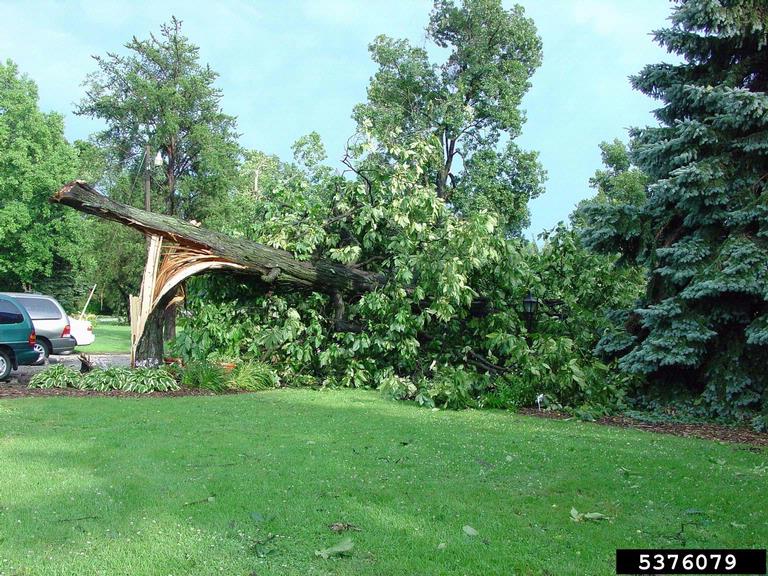 storm damage (general)