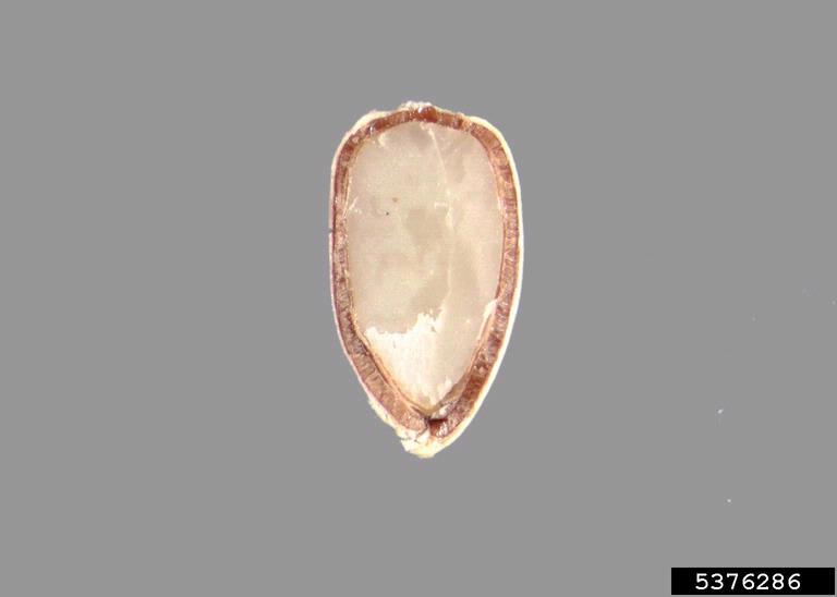 Russian knapweed, Rhaponticum repens (Asterales: Asteraceae) - 5376286