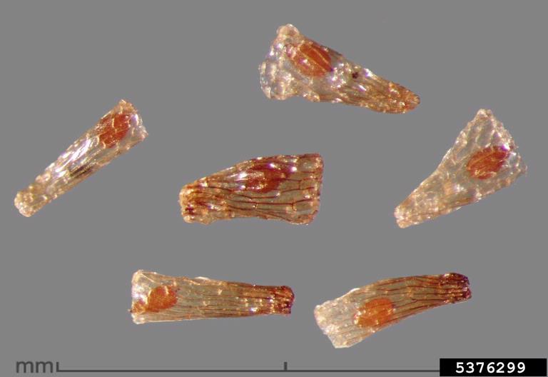 alectra (Alectra sessiliflora)